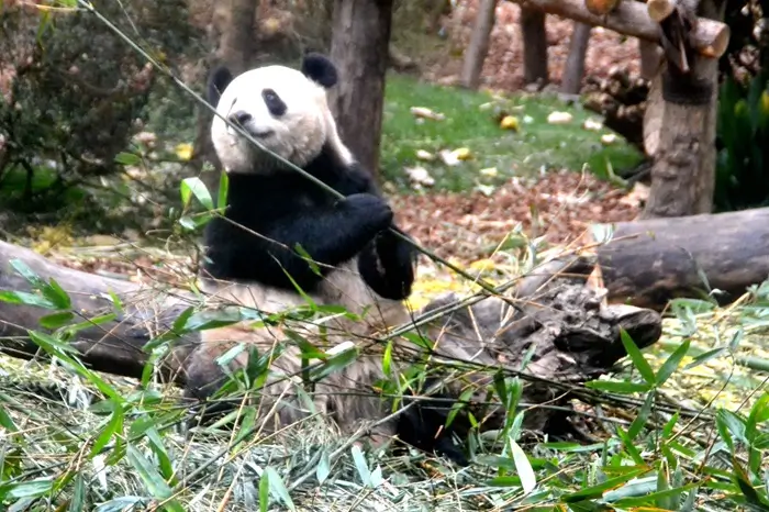 Oso Panda: El Adorable Símbolo De China Y Su Fascinante Vida